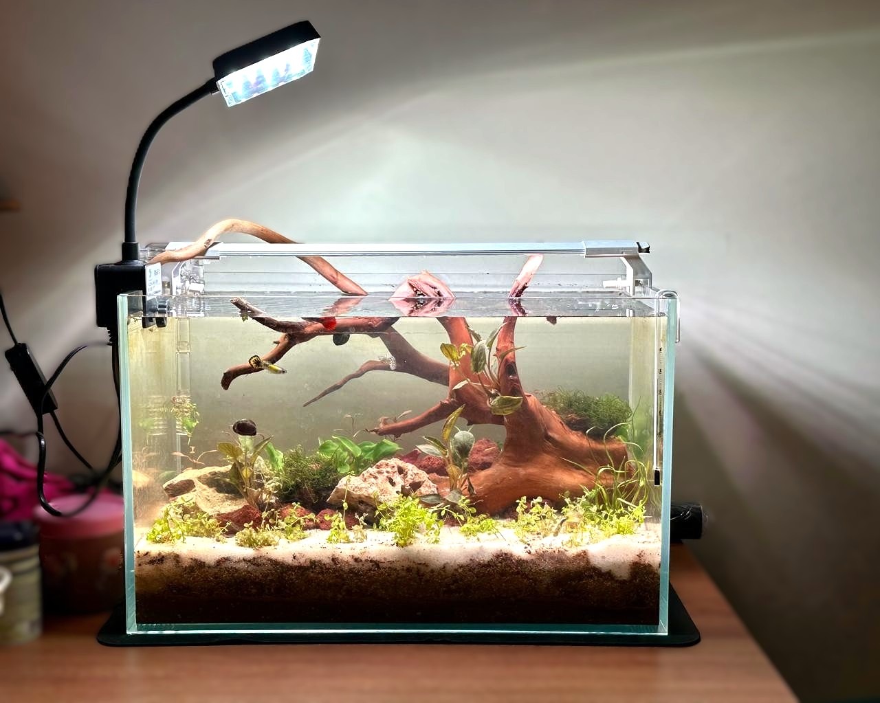 Creating a Lush 25-Liter Walstad Tank: A Step-by-Step Guide ...